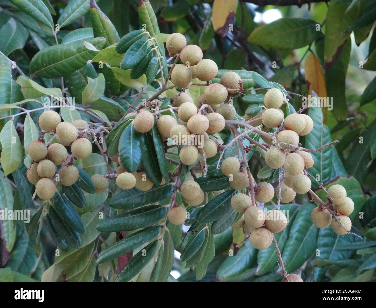 Longan fruit trees are full of longan fruits Stock Photo - Alamy