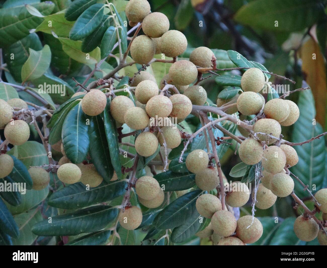 Longan fruit trees are full of longan fruits Stock Photo - Alamy