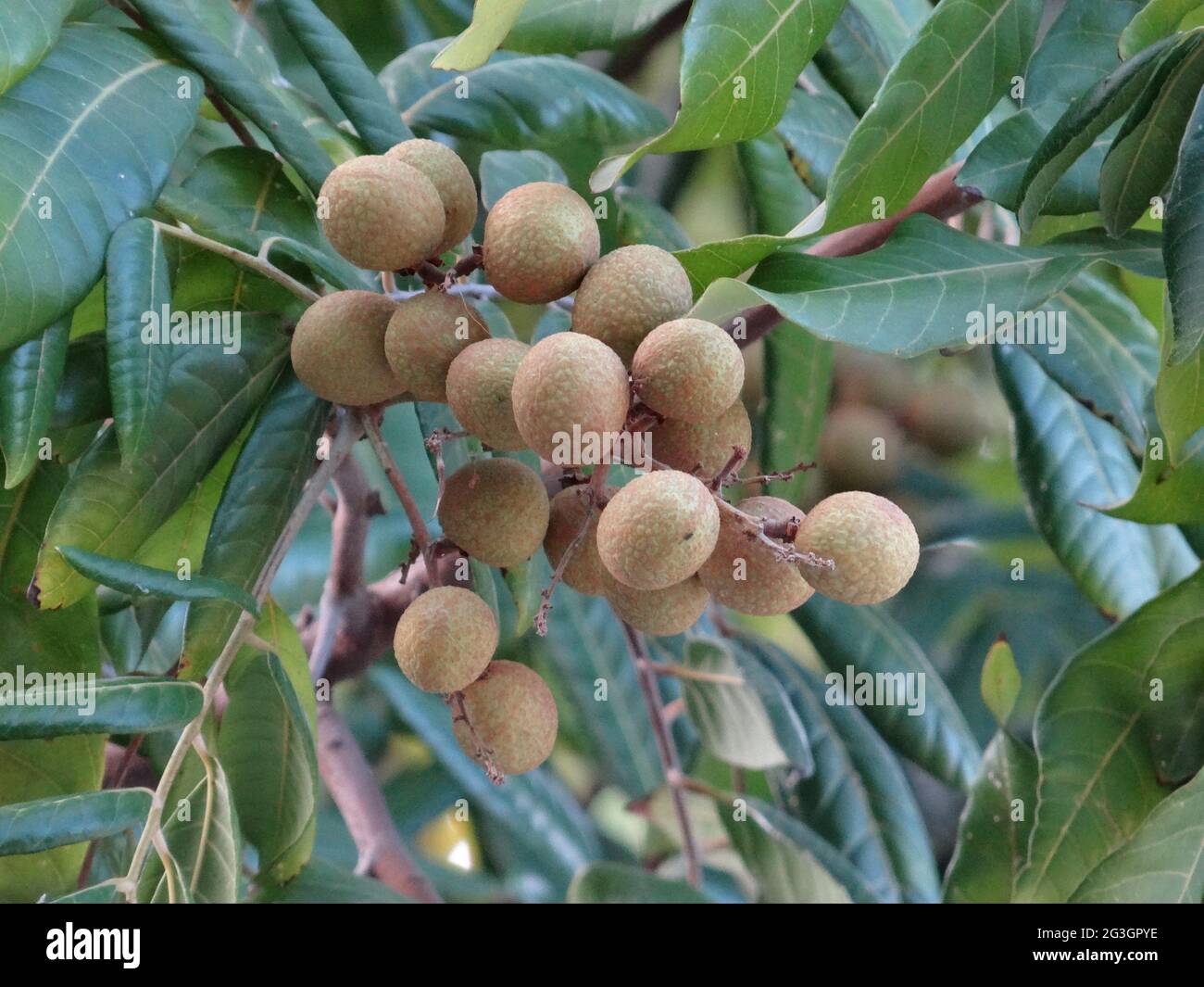 Longan fruit trees are full of longan fruits Stock Photo - Alamy