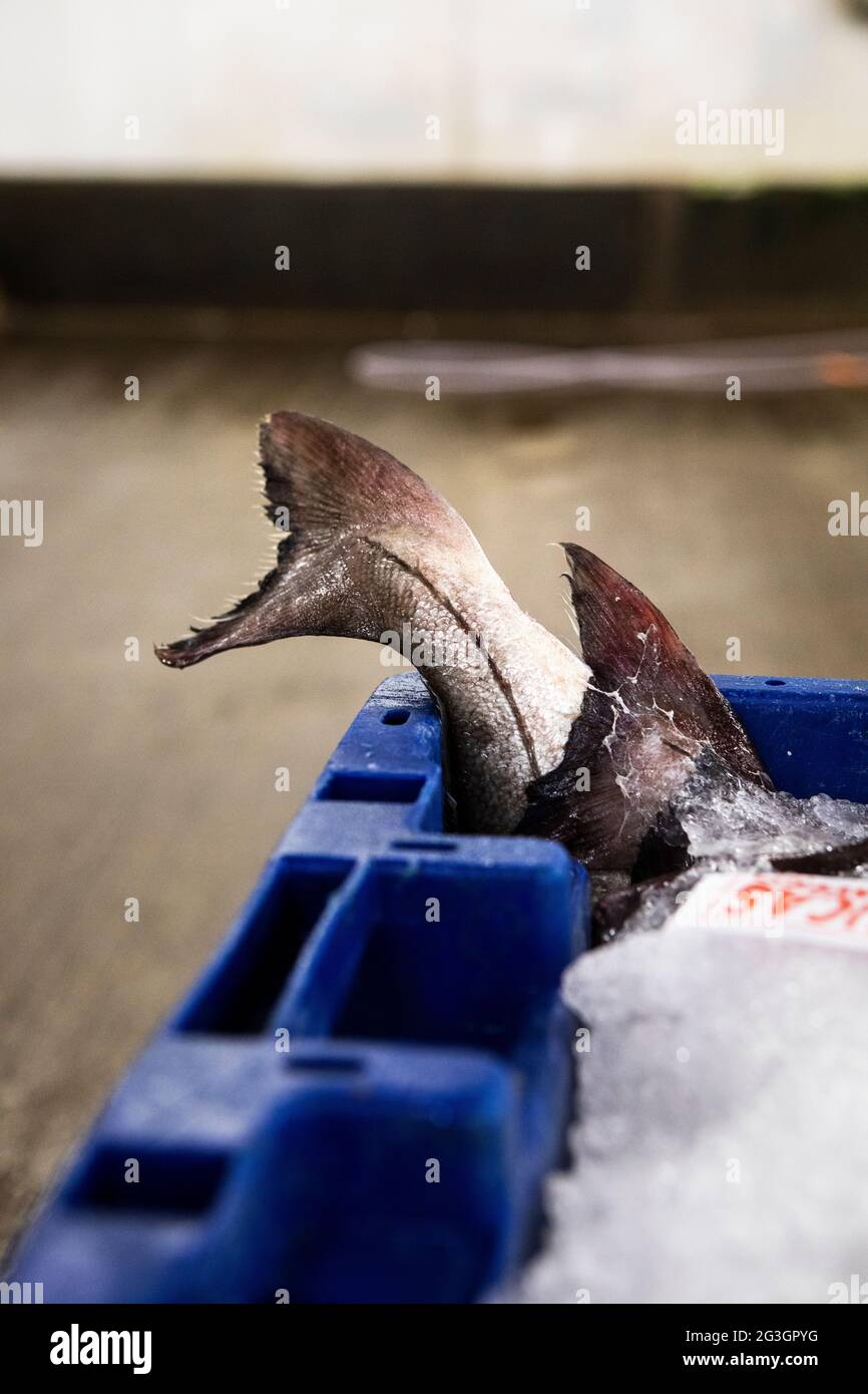 UK fishing Industry. Haddock at Grimsby Fish Market Stock Photo - Alamy