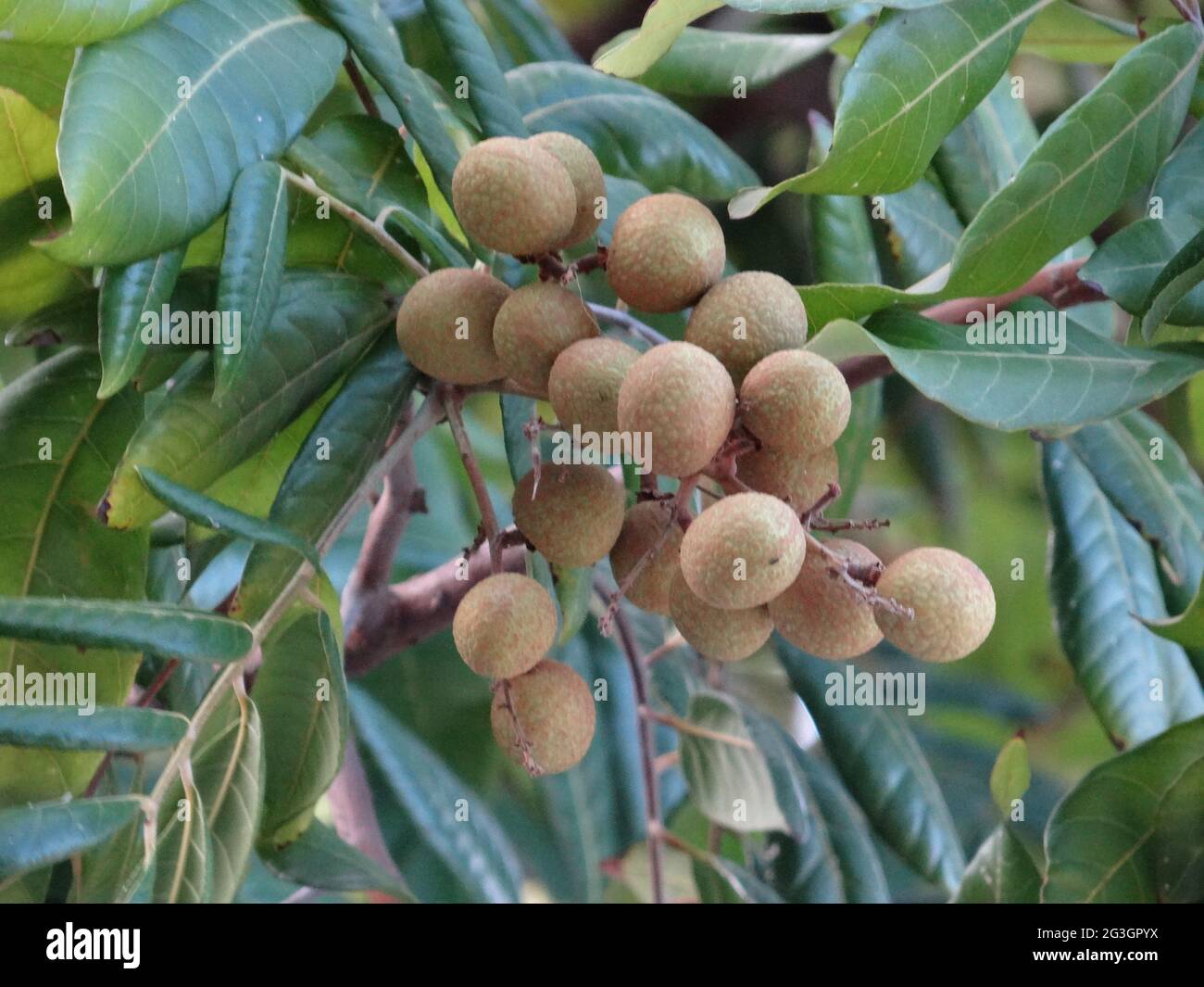 Longan fruit trees are full of longan fruits Stock Photo - Alamy