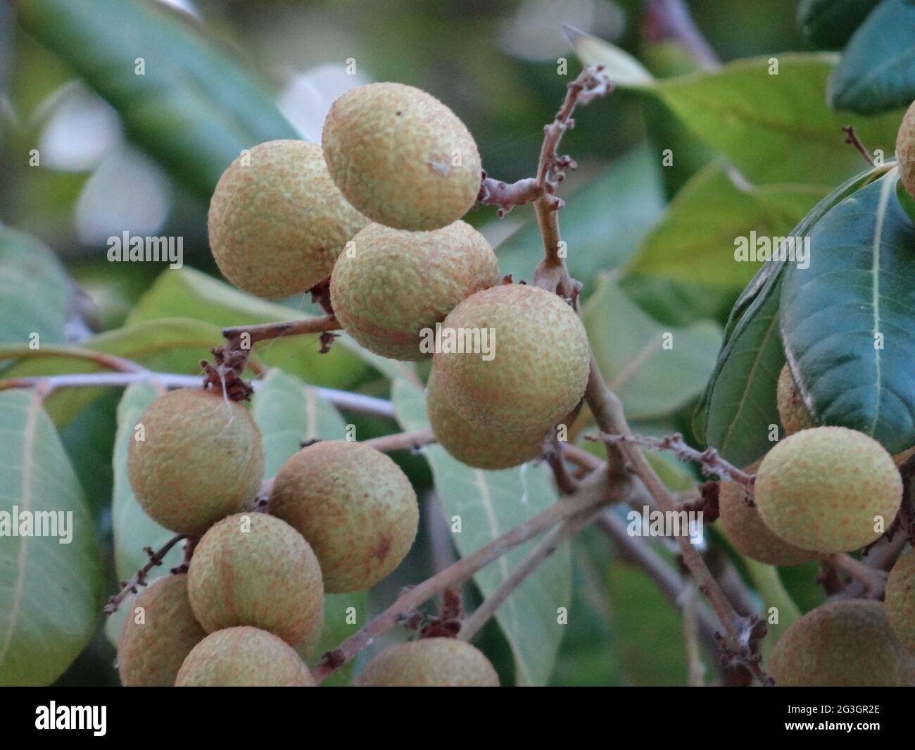 Longan fruit trees are full of longan fruits Stock Photo - Alamy