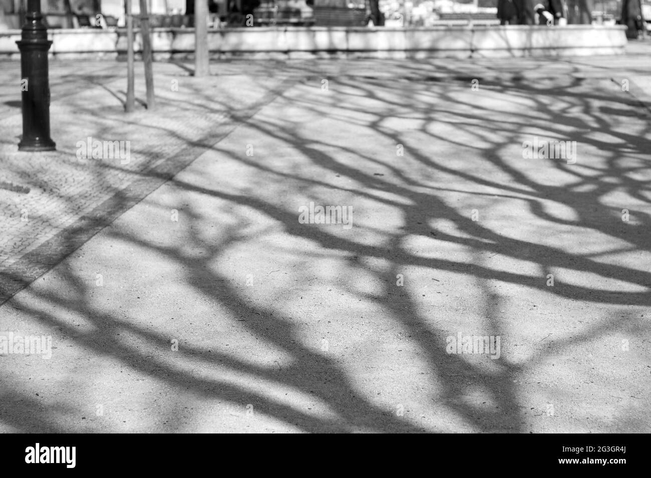 shadow of trees black and white Stock Photo - Alamy