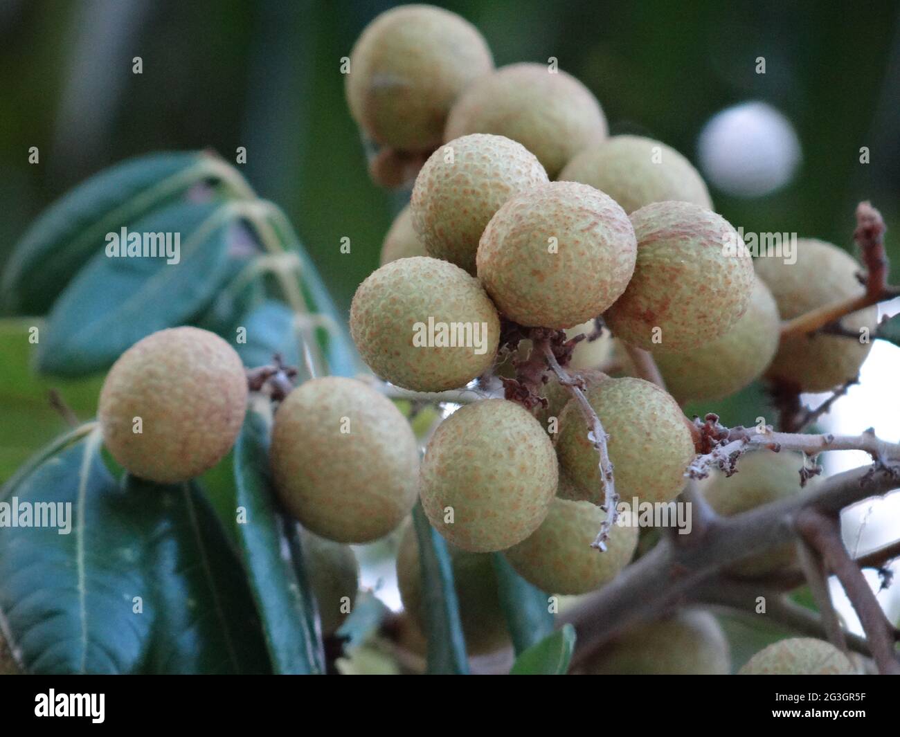 Longan fruit trees are full of longan fruits Stock Photo - Alamy