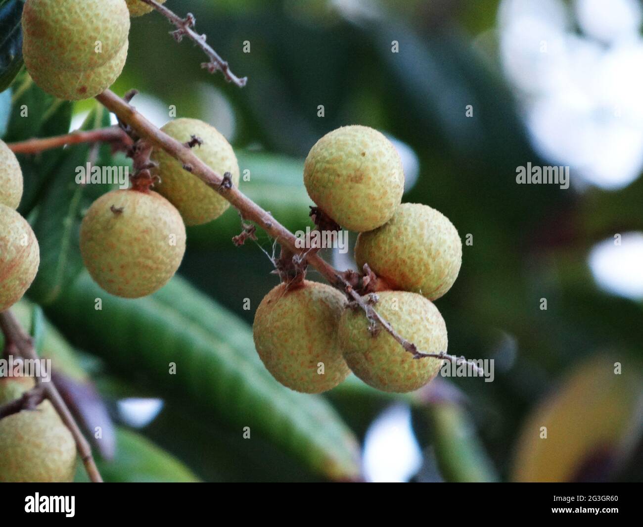 Longan fruit trees are full of longan fruits Stock Photo - Alamy