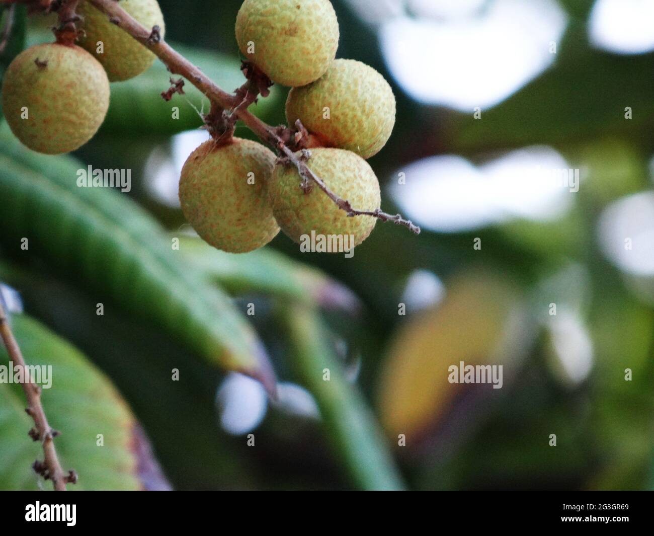 Longan fruit trees are full of longan fruits Stock Photo - Alamy