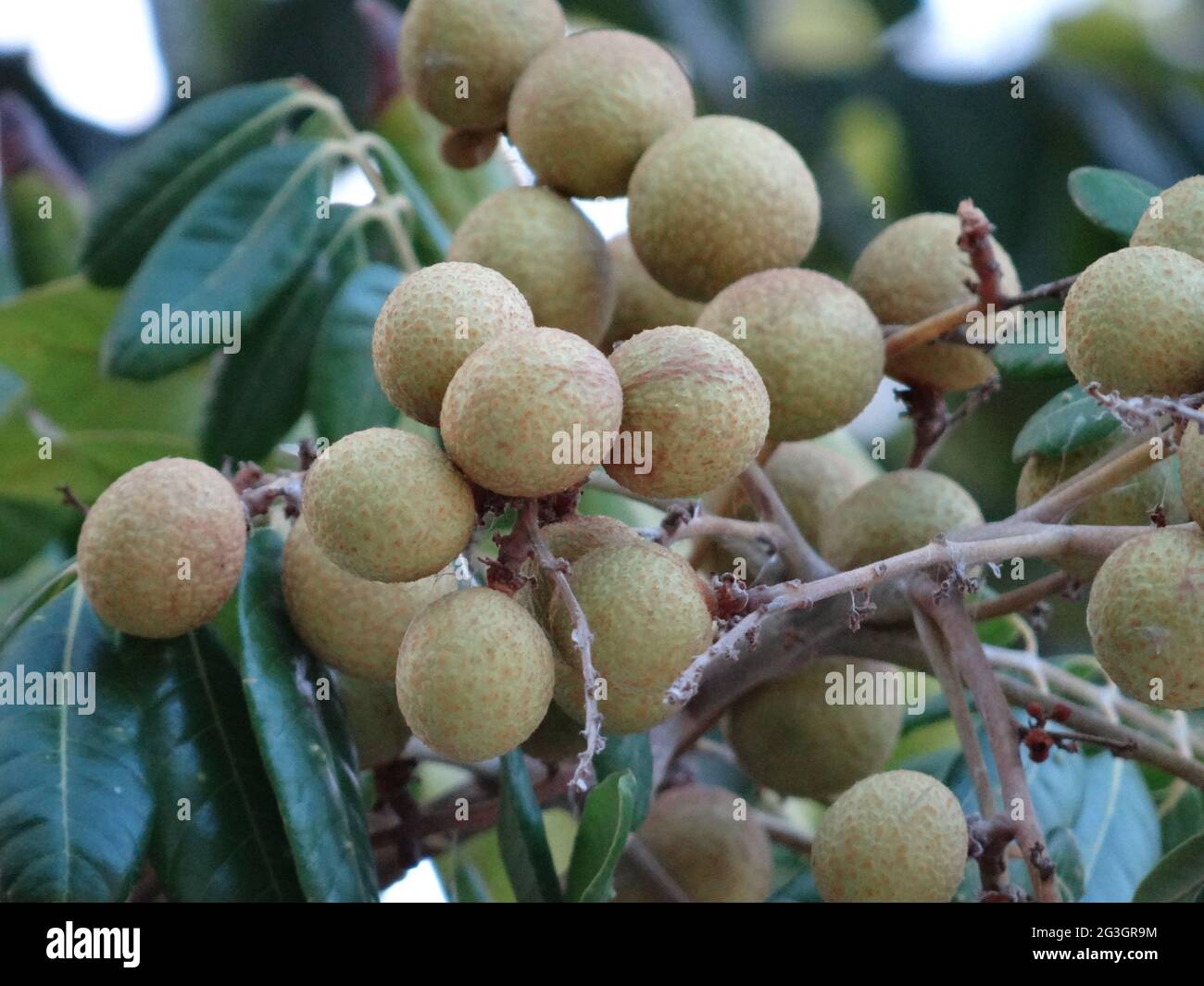 Longan fruit trees are full of longan fruits Stock Photo - Alamy