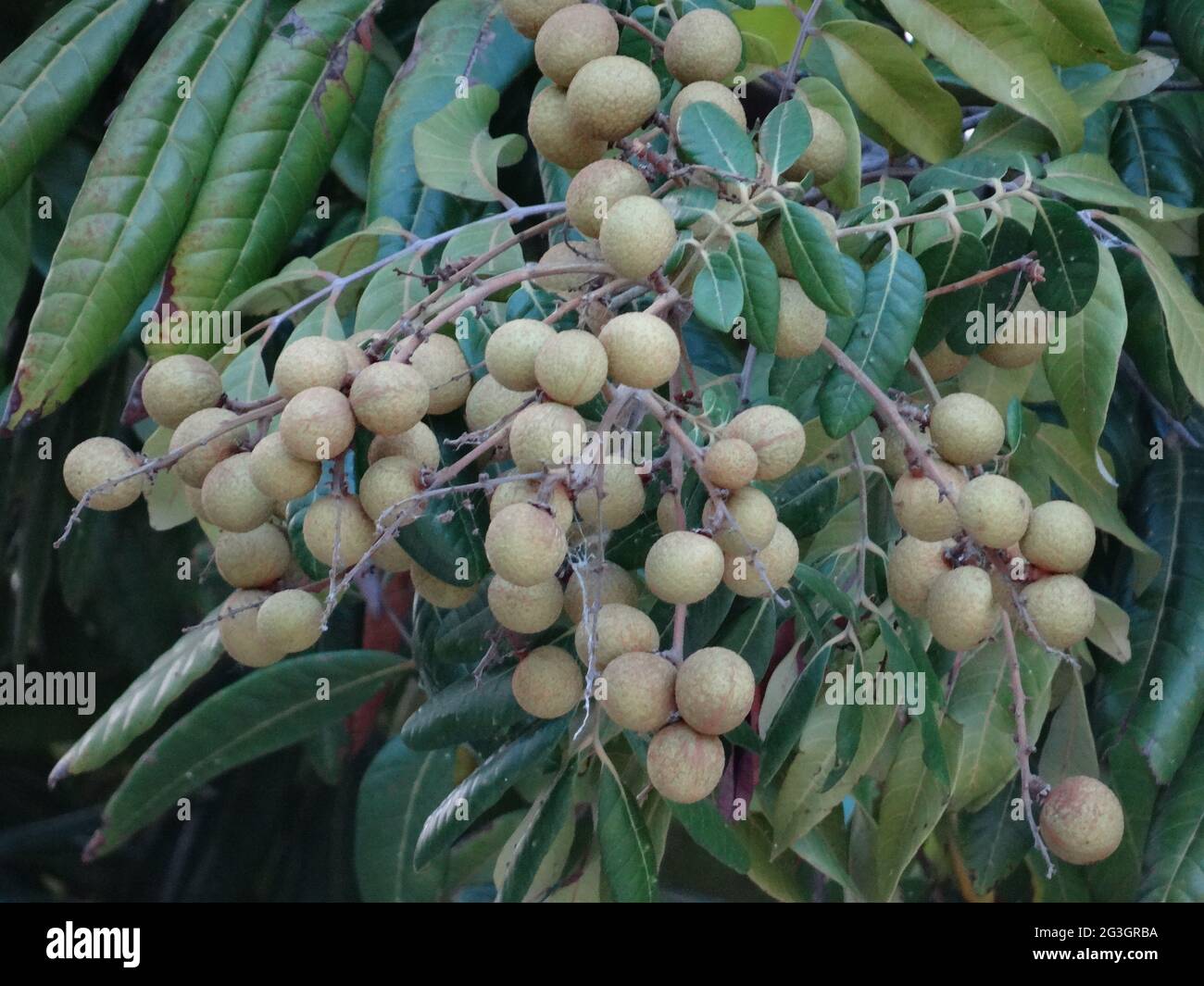 Longan fruit trees are full of longan fruits Stock Photo - Alamy