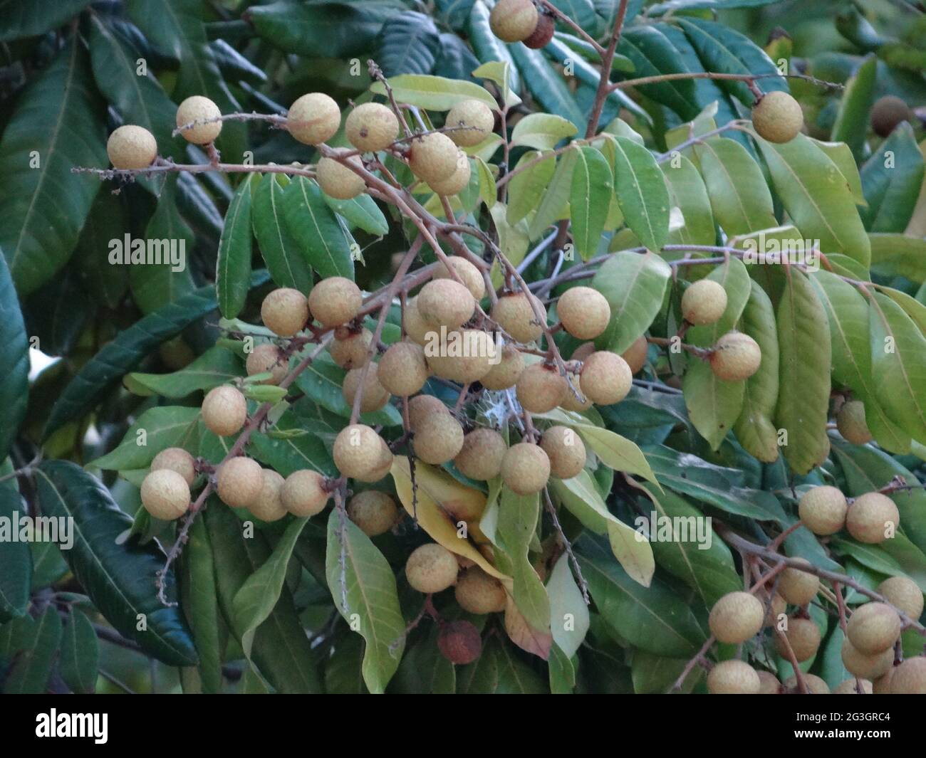 Longan fruit trees are full of longan fruits Stock Photo - Alamy