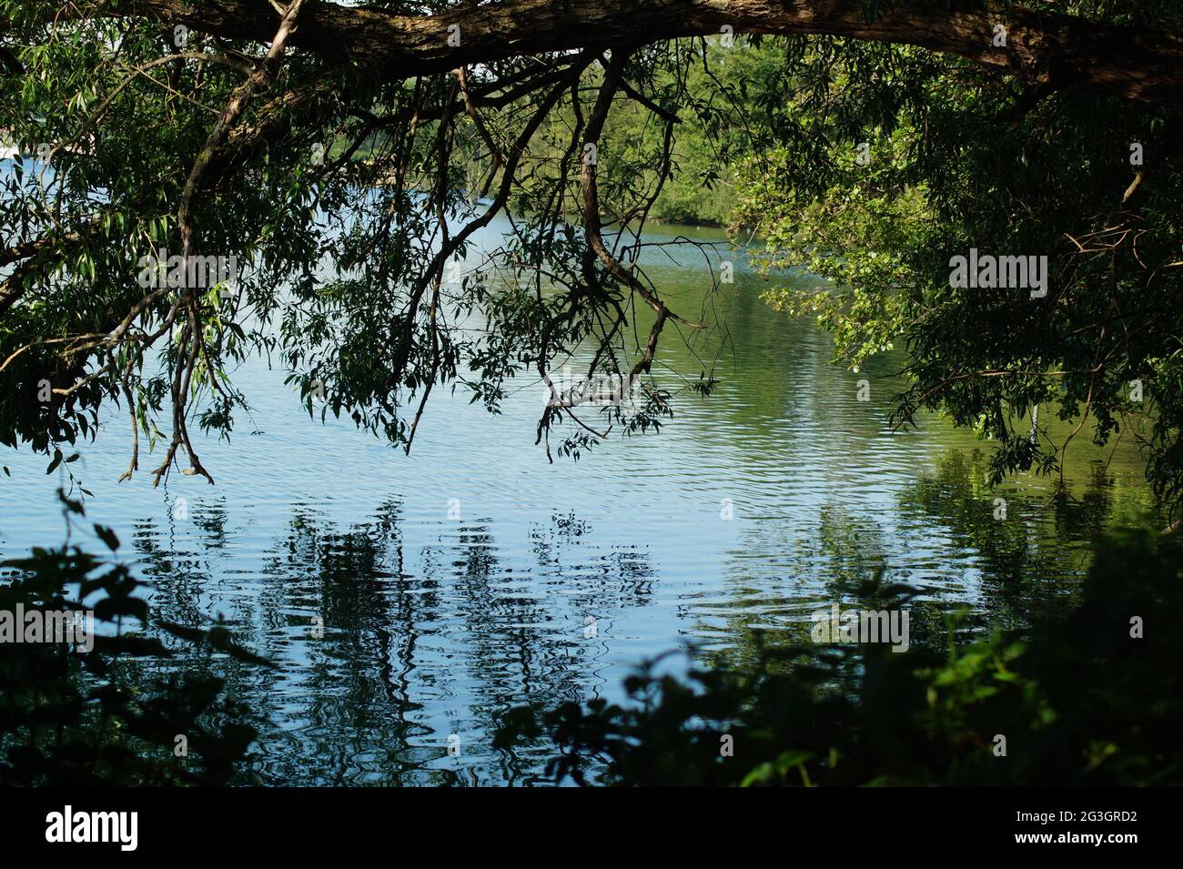 Old tree on the water surface on the river Stock Photo - Alamy