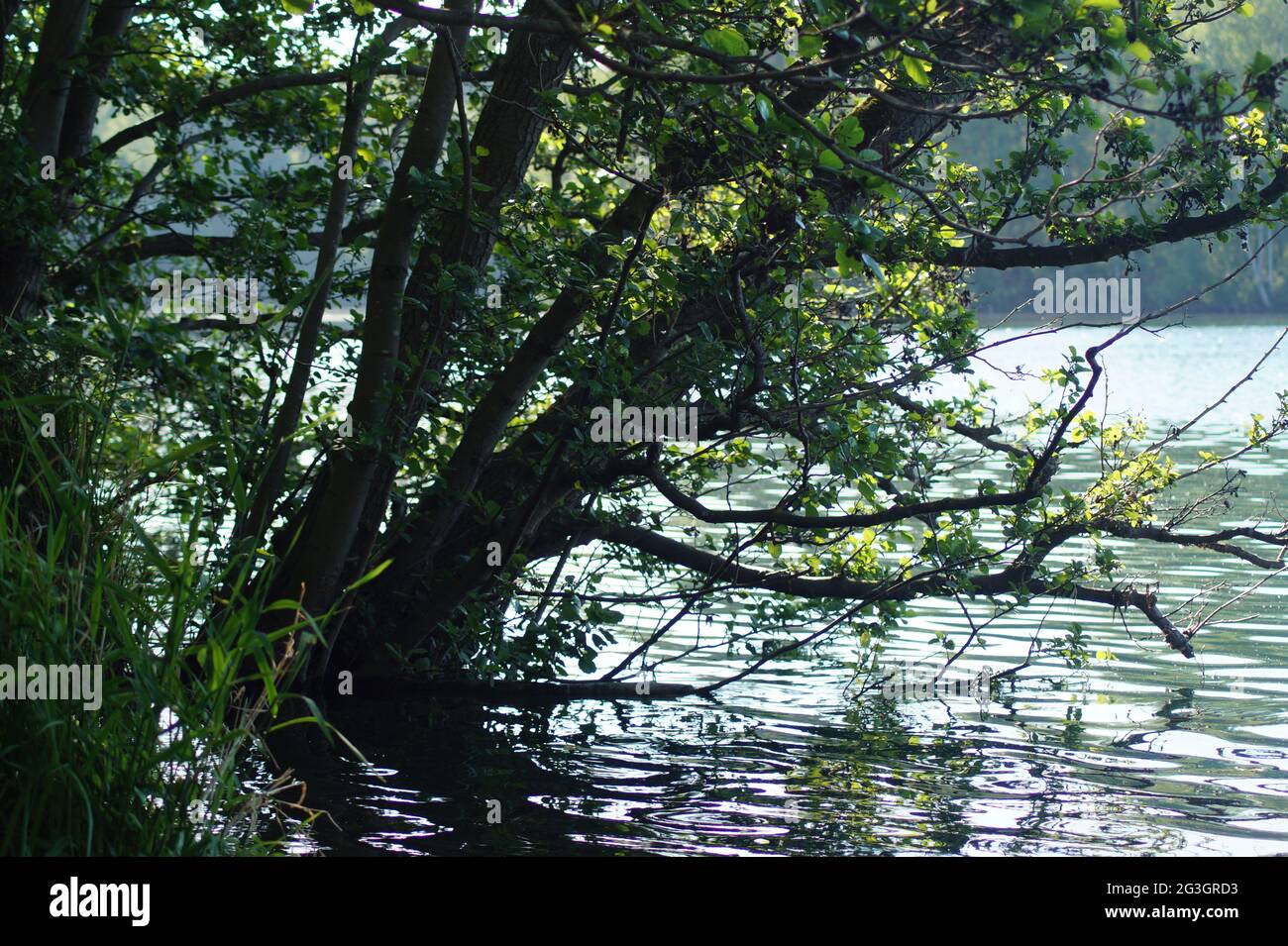 Old tree on the water surface on the river Stock Photo - Alamy
