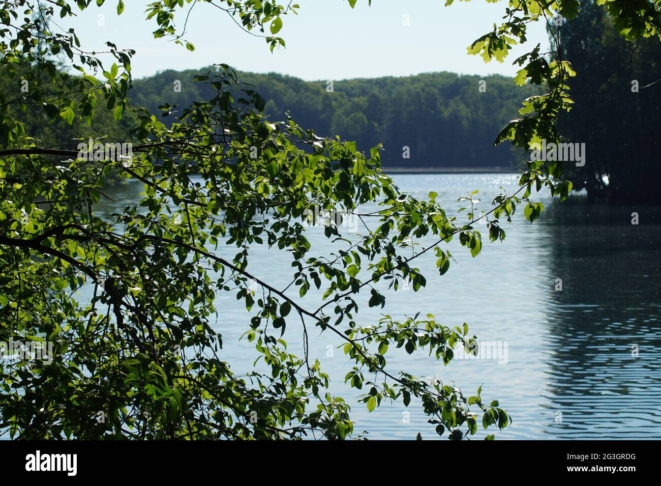 Old tree on the water surface on the river Stock Photo - Alamy