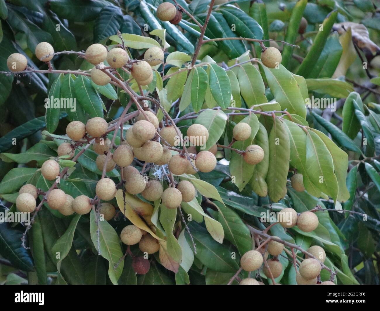 Longan fruit trees are full of longan fruits Stock Photo - Alamy