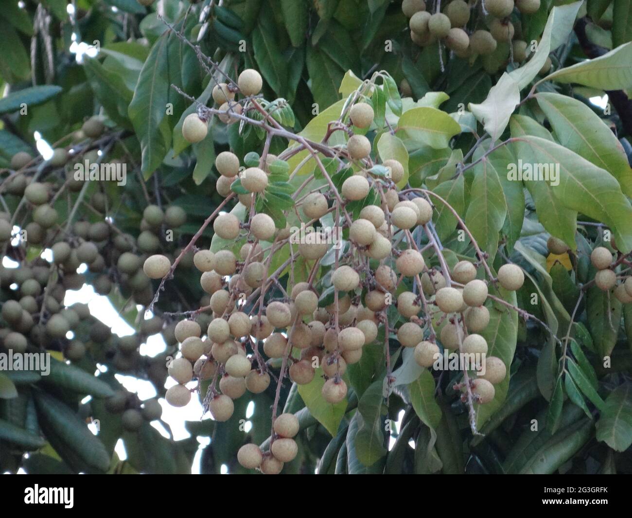 Longan fruit trees are full of longan fruits Stock Photo - Alamy