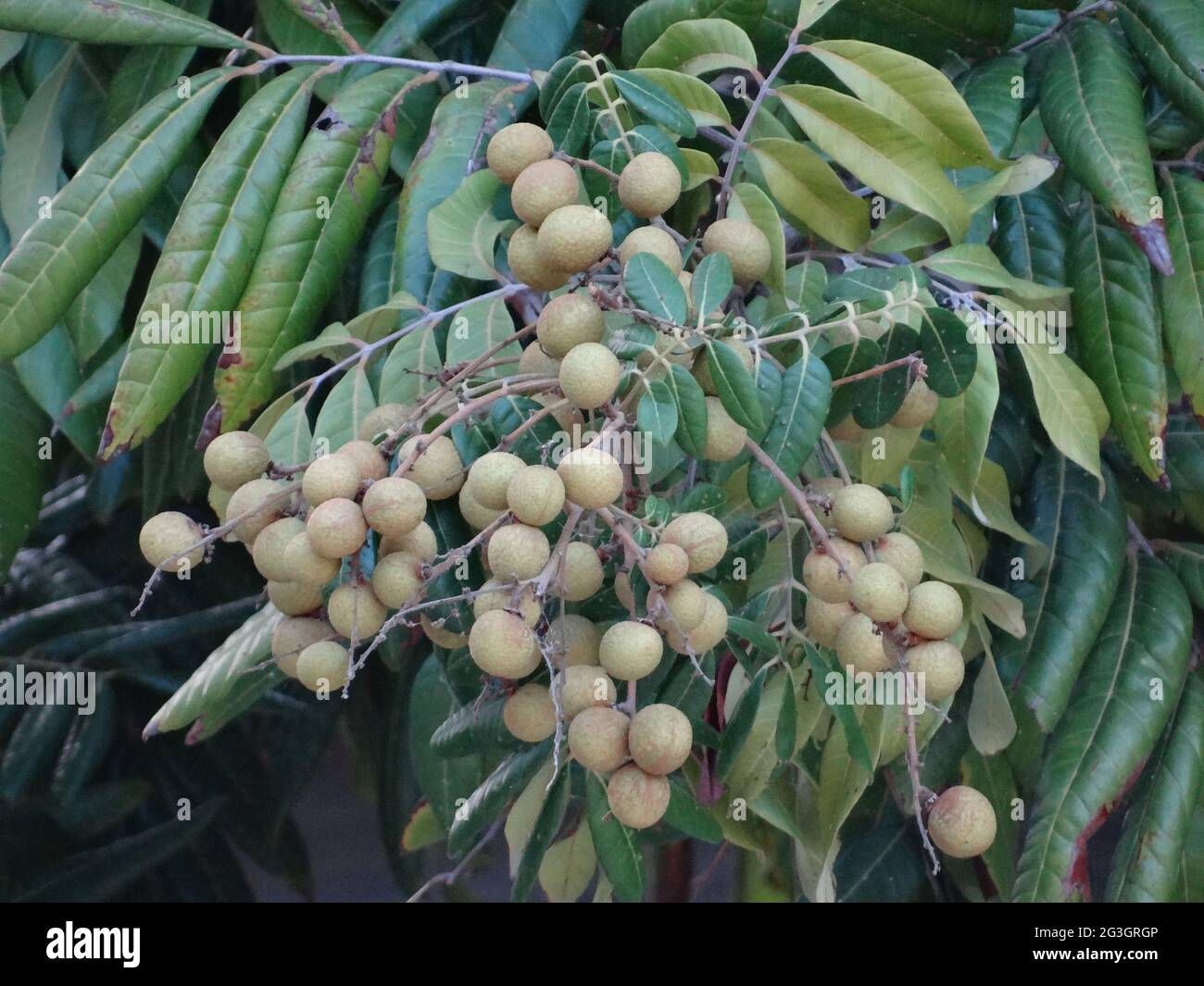 Longan fruit trees are full of longan fruits Stock Photo - Alamy