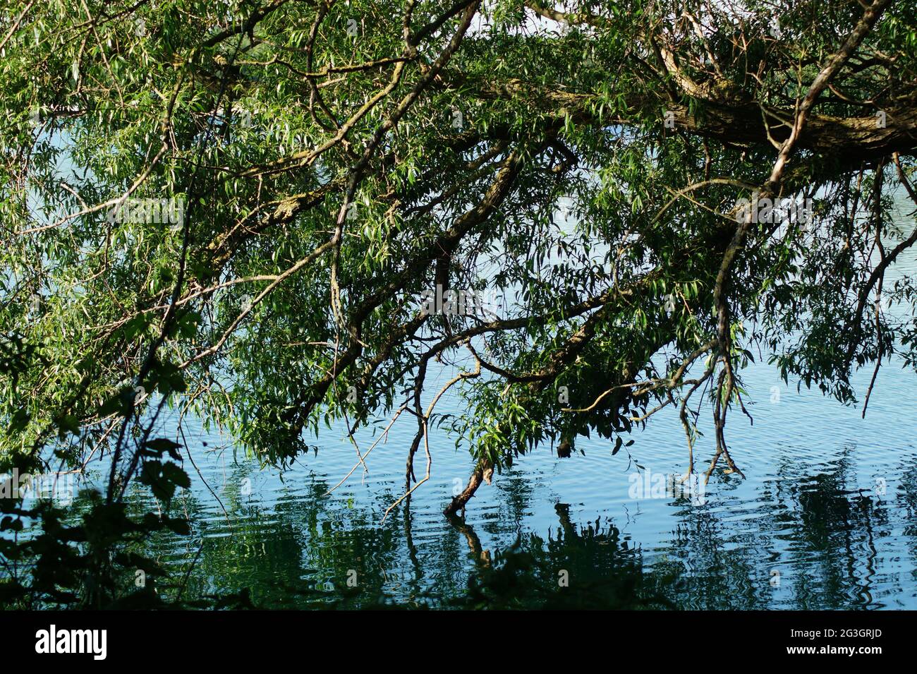 Old tree on the water surface on the river Stock Photo - Alamy
