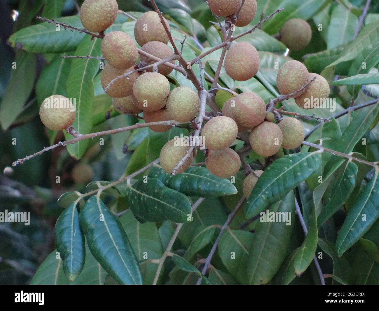 Longan fruit trees are full of longan fruits Stock Photo - Alamy