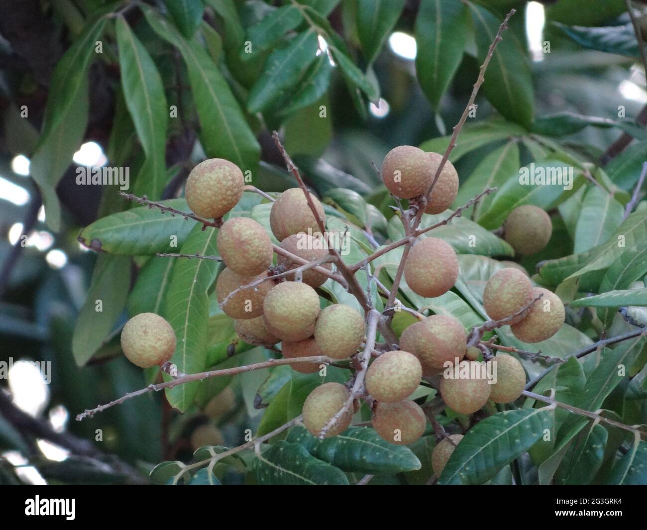 Longan fruit trees are full of longan fruits Stock Photo - Alamy