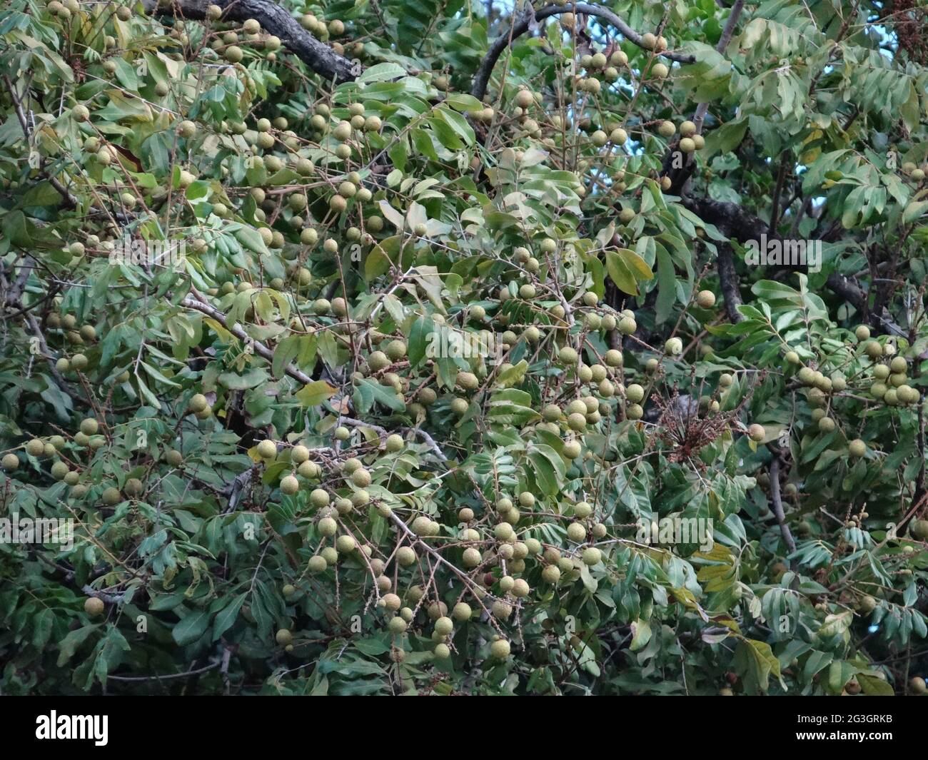Longan fruit trees are full of longan fruits Stock Photo - Alamy