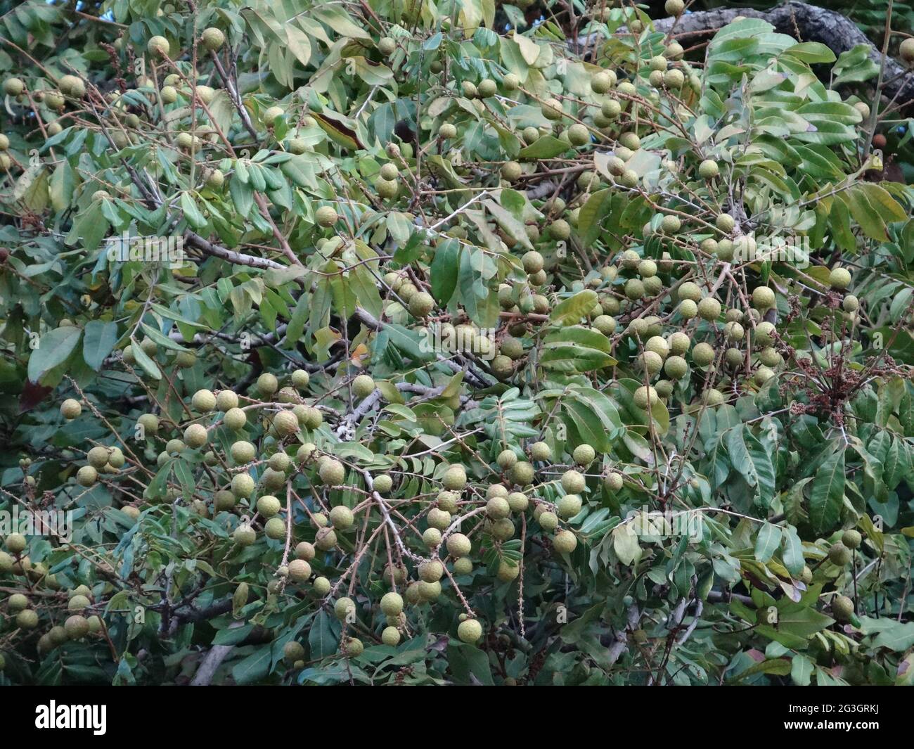 Longan fruit trees are full of longan fruits Stock Photo - Alamy