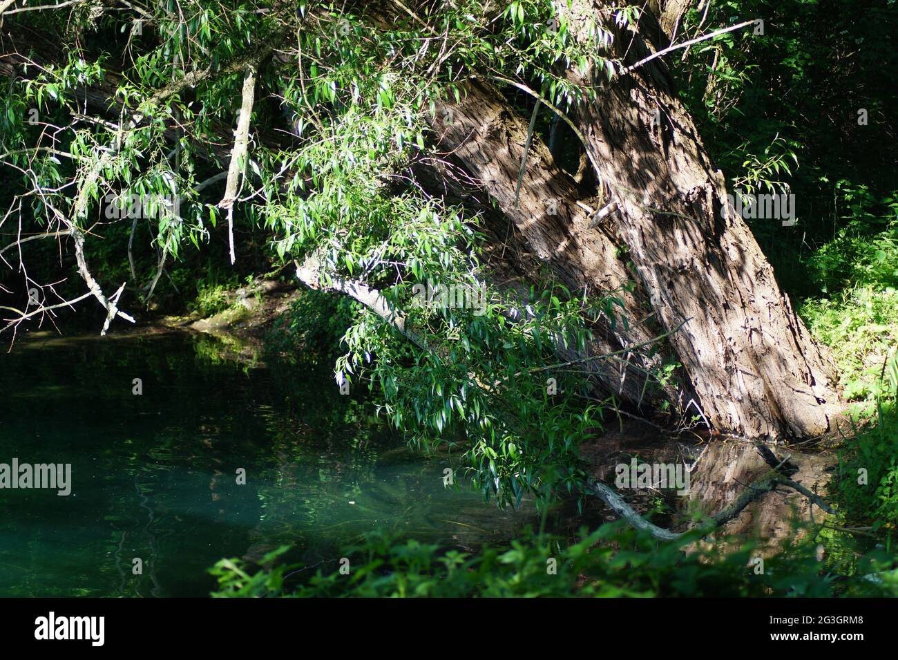 Old tree on the water surface on the rivern Stock Photo - Alamy
