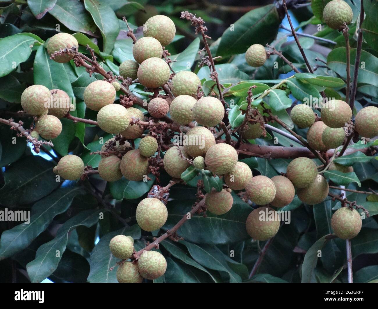 Longan fruit trees are full of longan fruits Stock Photo - Alamy