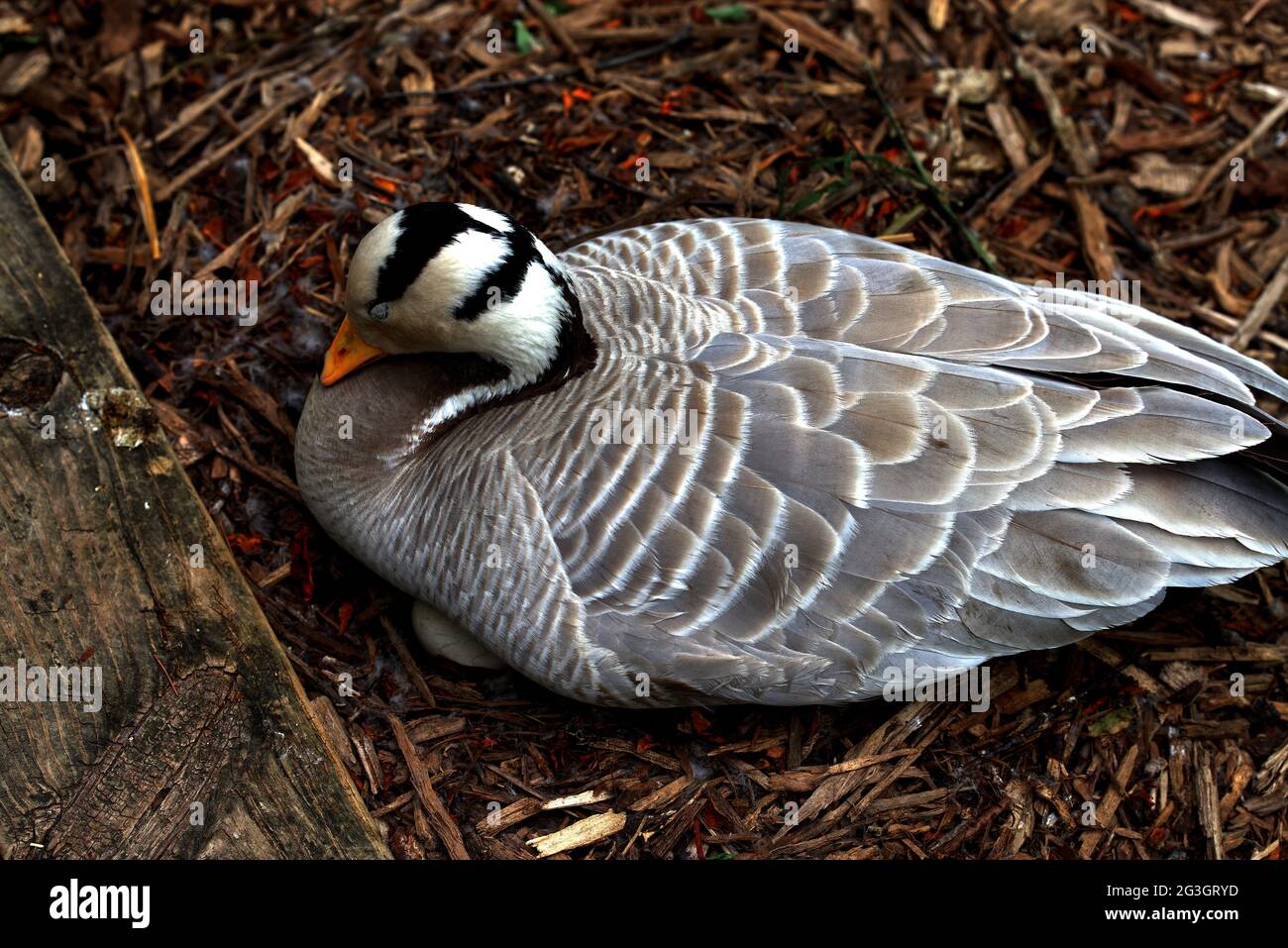 Overhead shot of a goose sitting in woods - perfect for background ...