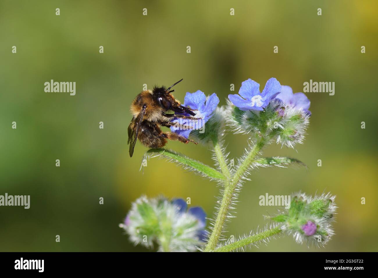 Fork-tailed Flower Bee (Anthophora furcata), family Apidae on flowers ...