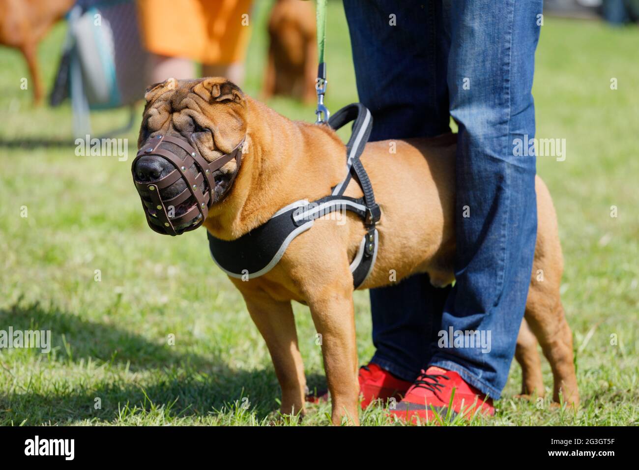 Sharpay dog hi-res stock photography and images - Alamy