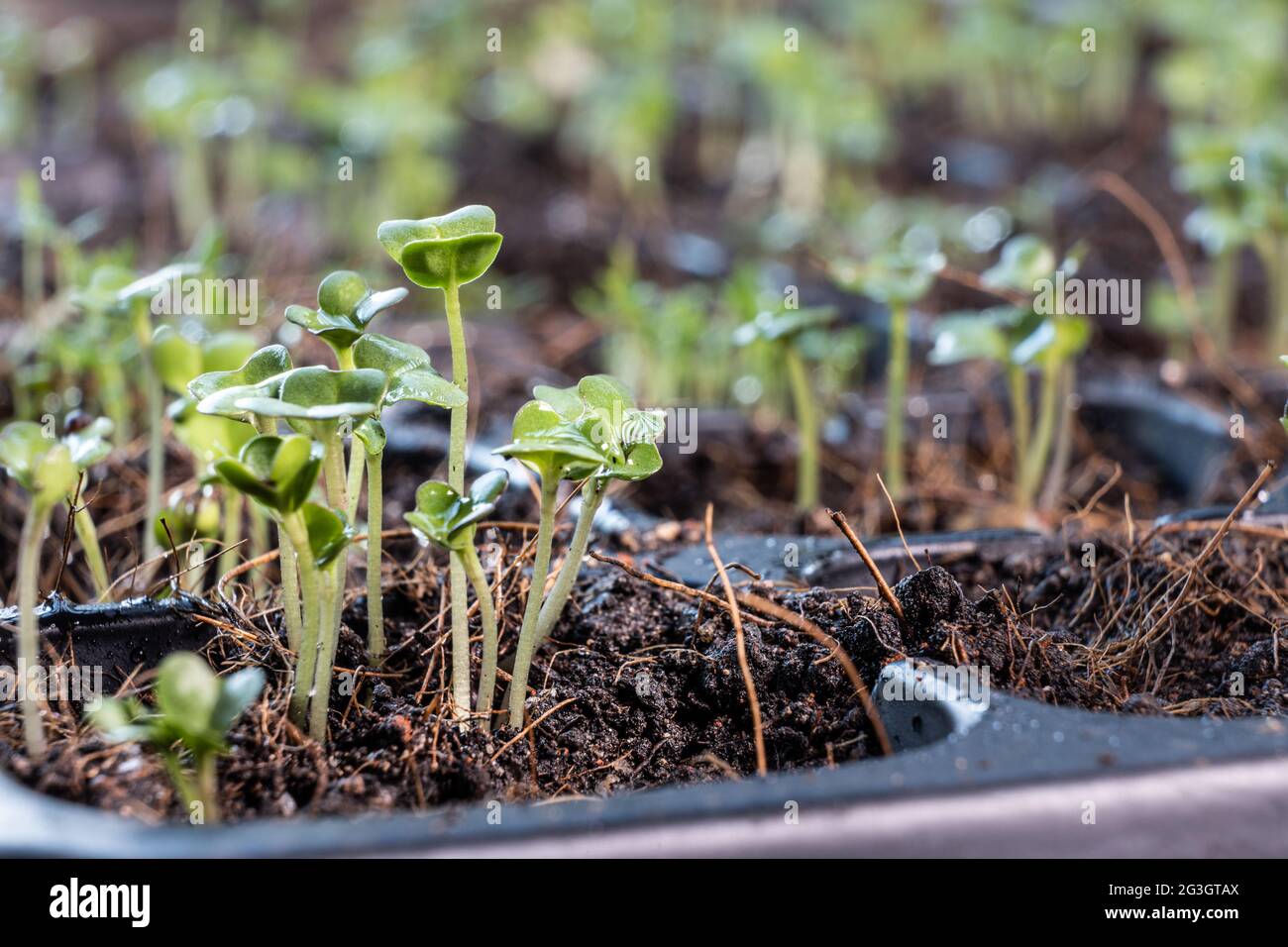Closeup of germinated Chinese cabbage or choy sum on compost soil ...
