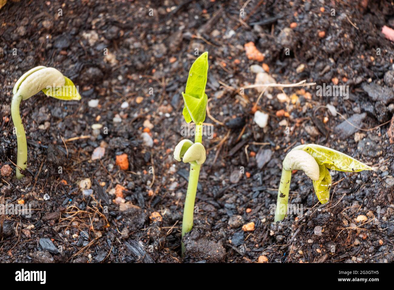 Close-up of long bean seeds sprouting from compost dirt soil Stock ...