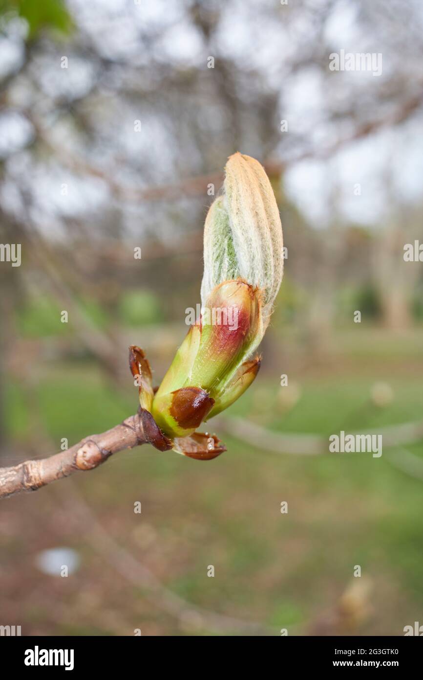 Aesculus hippocastanum fresh leaves and buds Stock Photo - Alamy