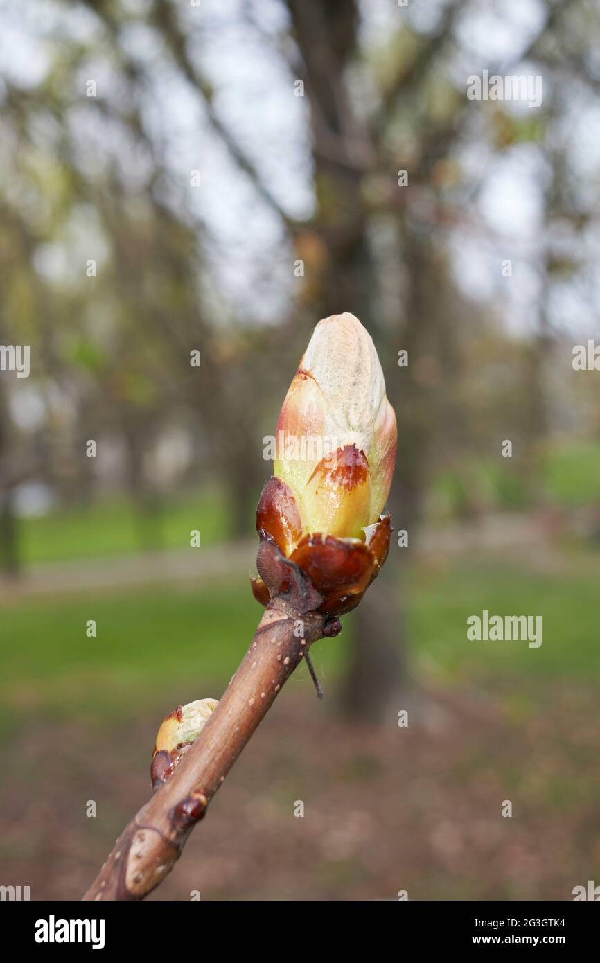 Aesculus hippocastanum fresh leaves and buds Stock Photo - Alamy