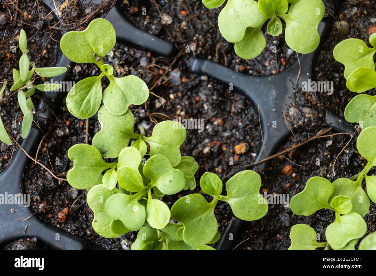 Overhead View Of Germinated Chinese Flower Cabbage Or Choy Sum With New True Leaves Other Than