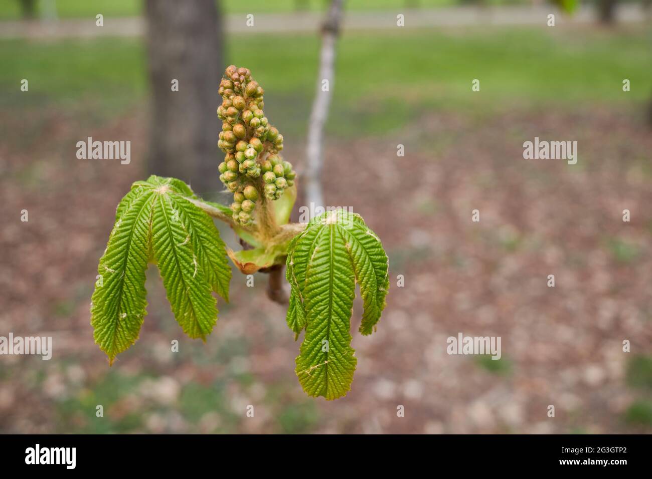 Aesculus hippocastanum fresh leaves and buds Stock Photo - Alamy