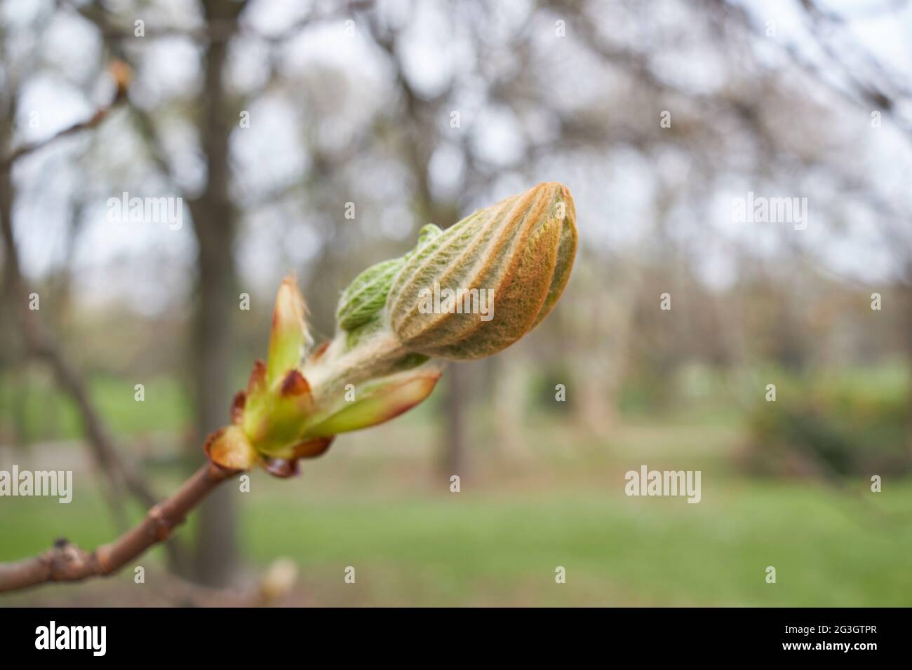 Aesculus hippocastanum fresh leaves and buds Stock Photo - Alamy