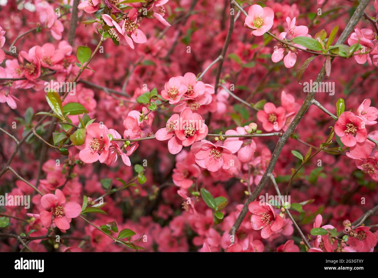 Chaenomeles speciosa in bloom Stock Photo - Alamy