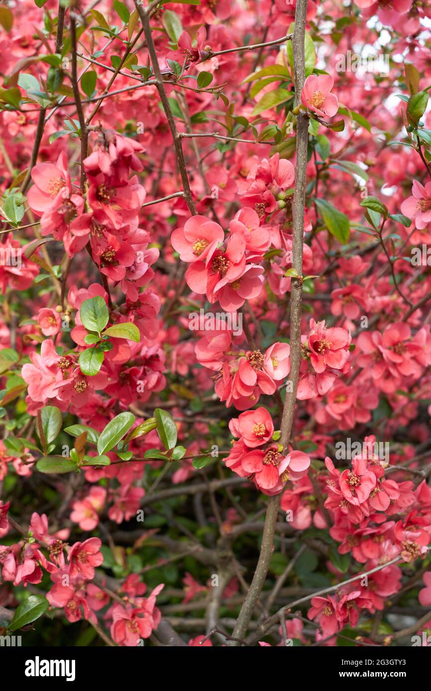 Chaenomeles speciosa in bloom Stock Photo - Alamy