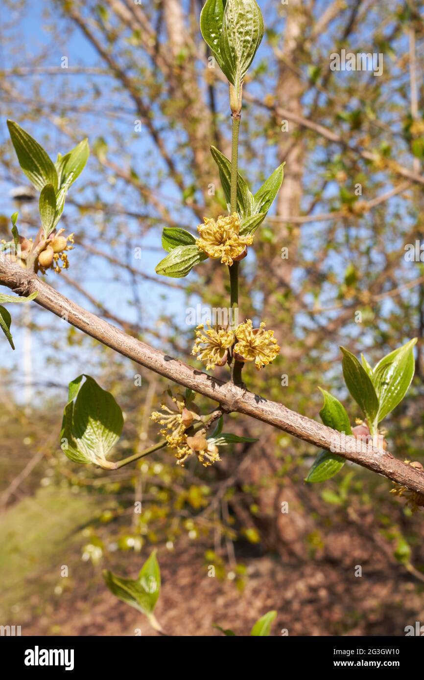 yellow inflorescence of Cornus mas shrub Stock Photo - Alamy