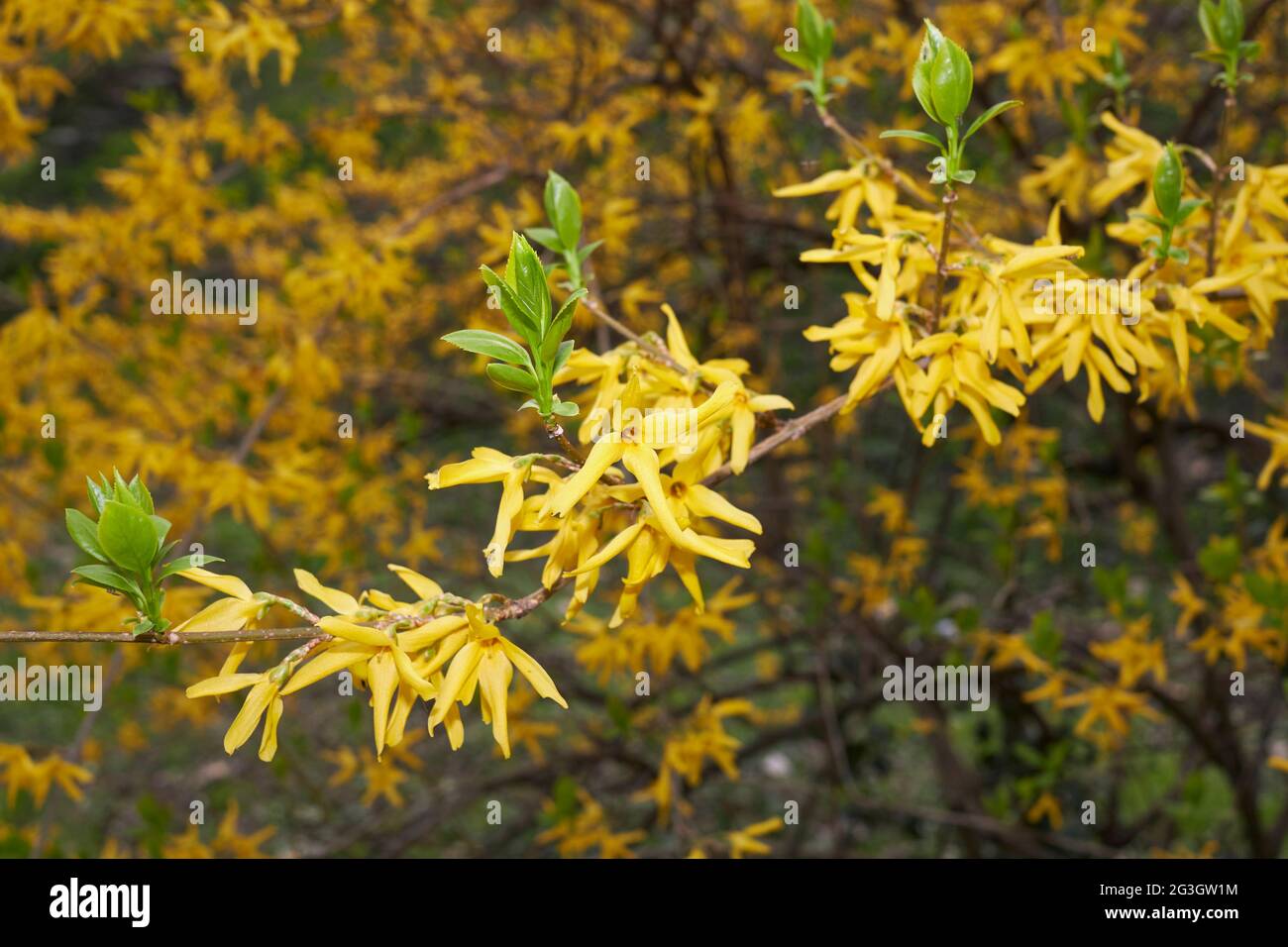 Forsythia yellow flowers Stock Photo - Alamy