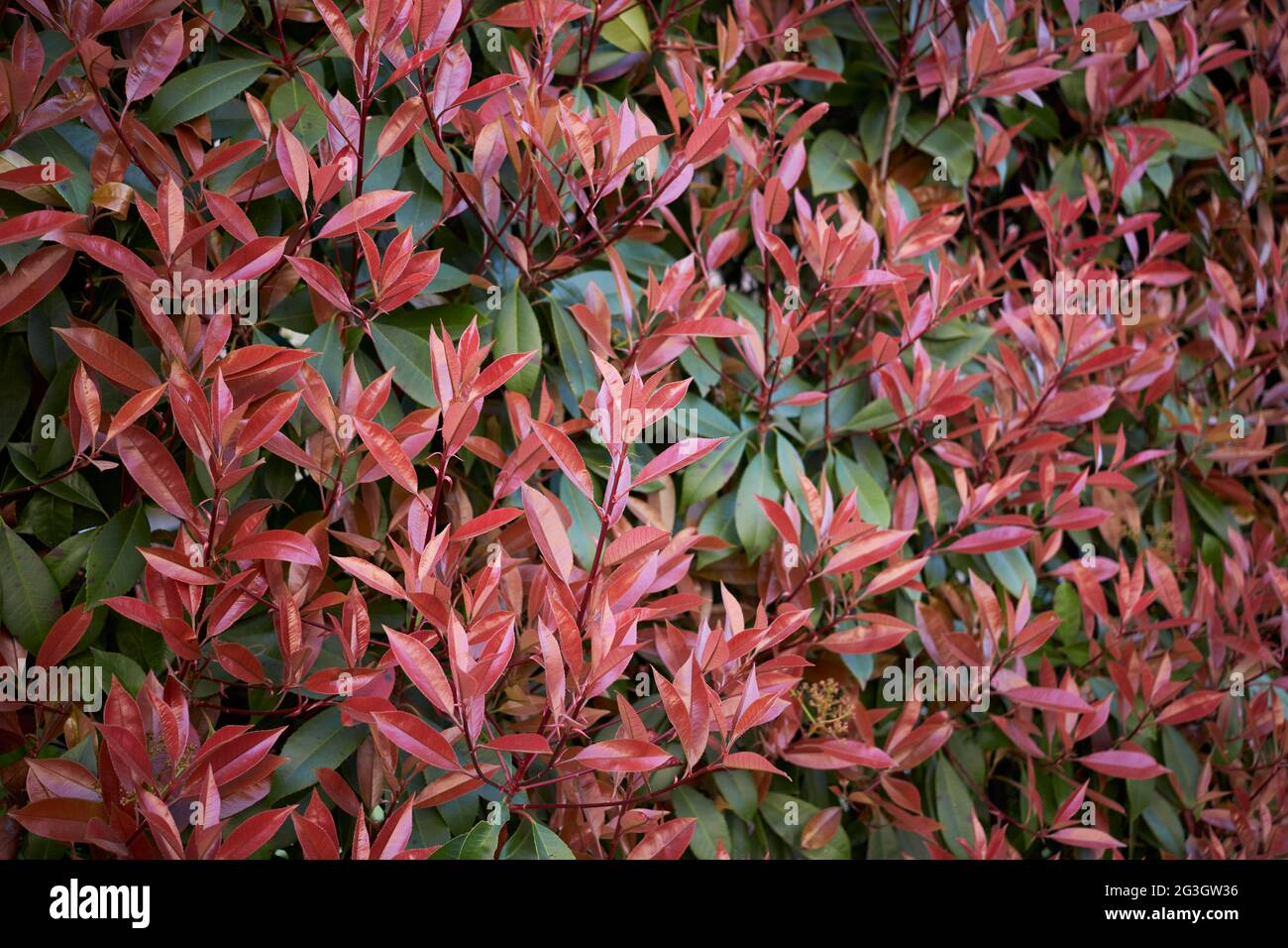Japanese photinia hi-res stock photography and images - Alamy
