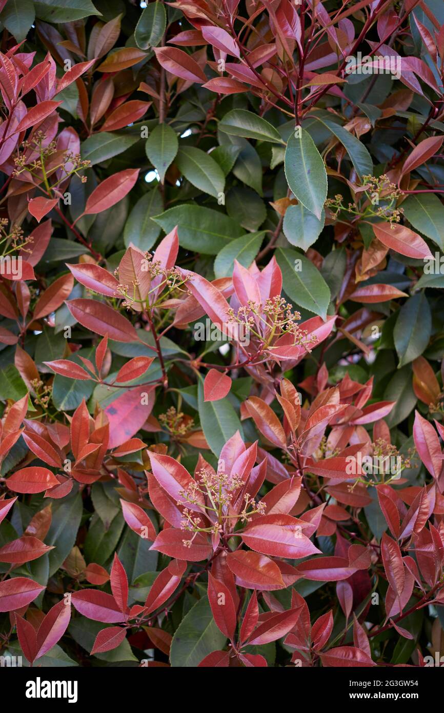 Japanese photinia hi-res stock photography and images - Alamy