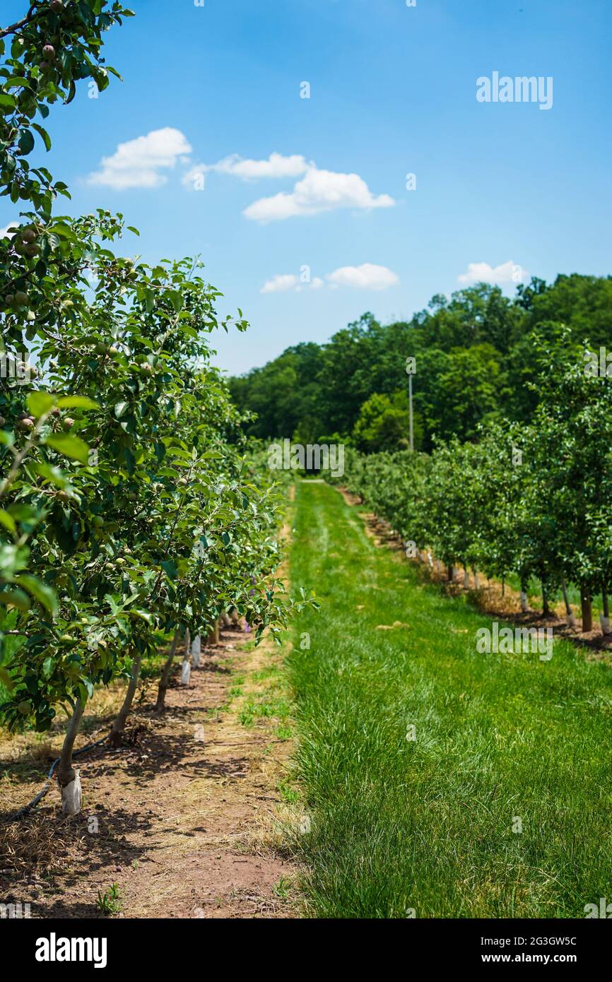 Apple trees on a fruit farm Stock Photo - Alamy