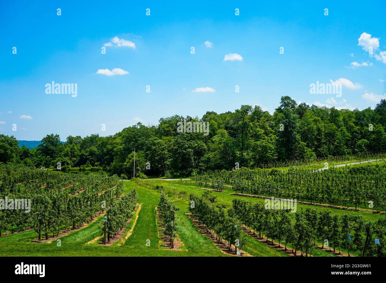 Apple trees on a fruit farm Stock Photo - Alamy