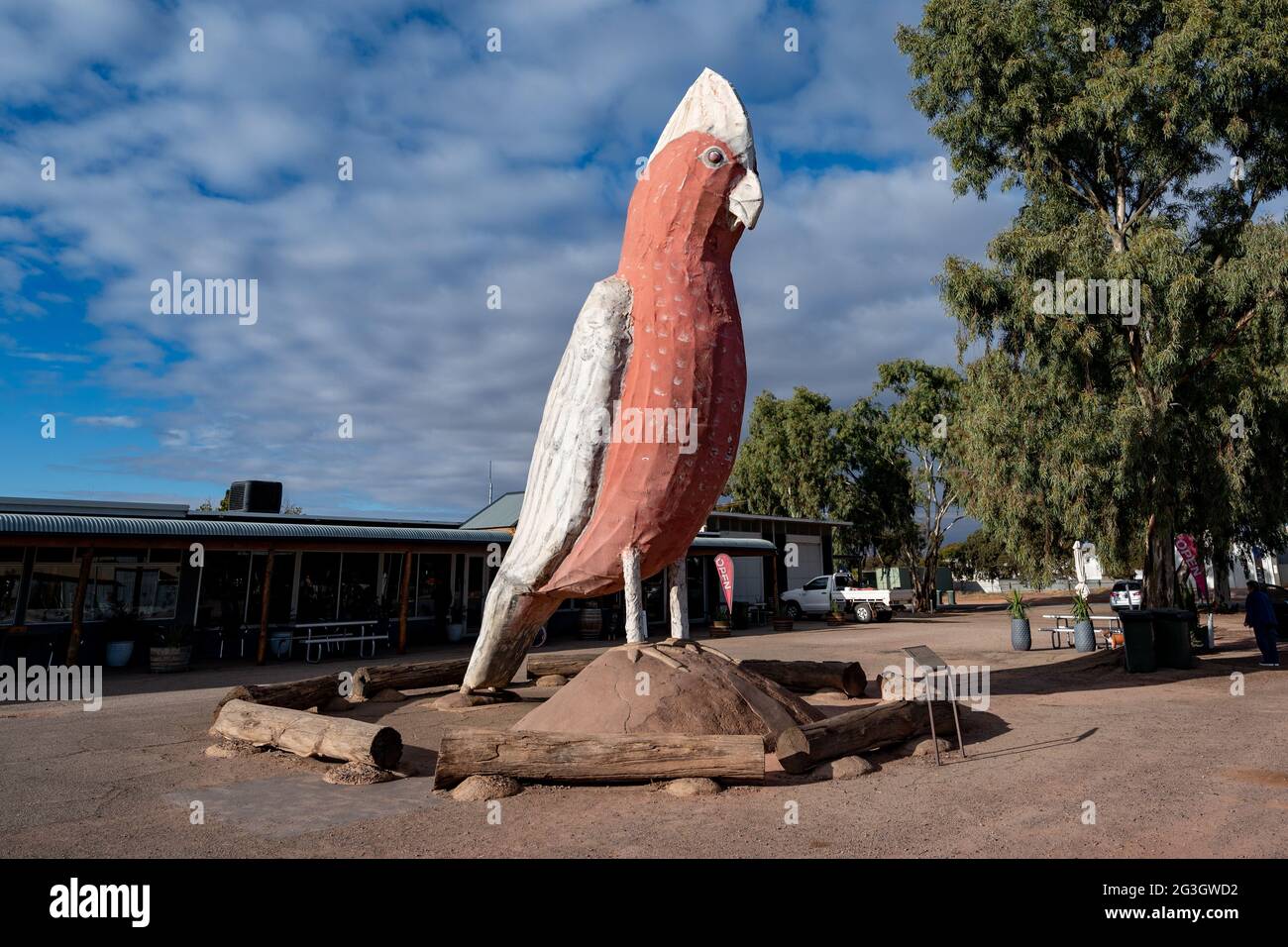 Big galah kimba hi-res stock photography and images - Alamy