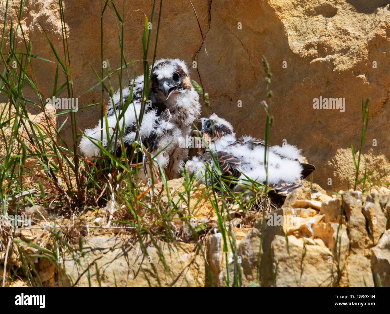 Two Peregrine Falcon chicks on a nest site ledge Stock Photo - Alamy