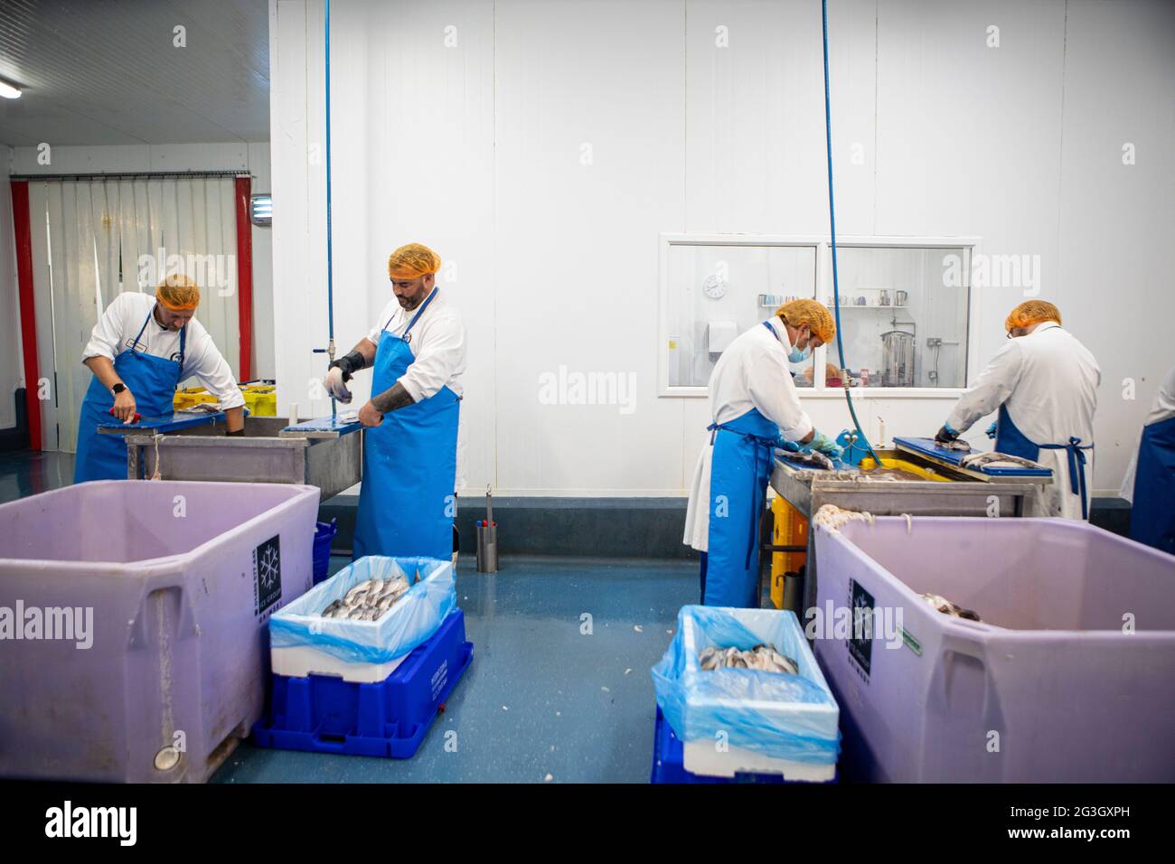 Fish Processing at Grimsby Fish Market, Grimsby Docks, Uk Fishing Stock ...