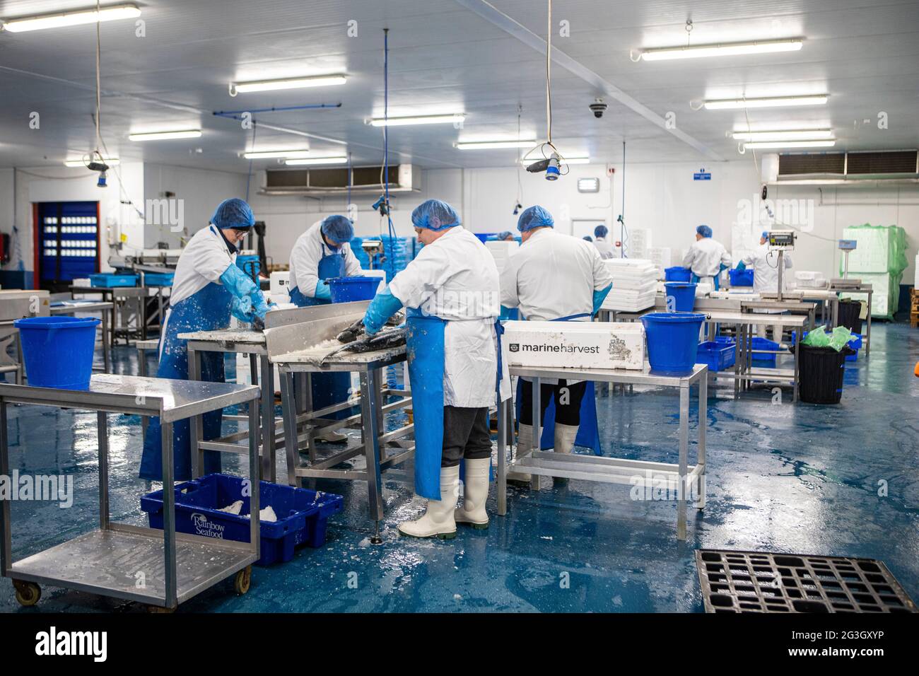 Fish Processing at Grimsby Fish Market, Grimsby Docks, Uk Fishing Stock ...