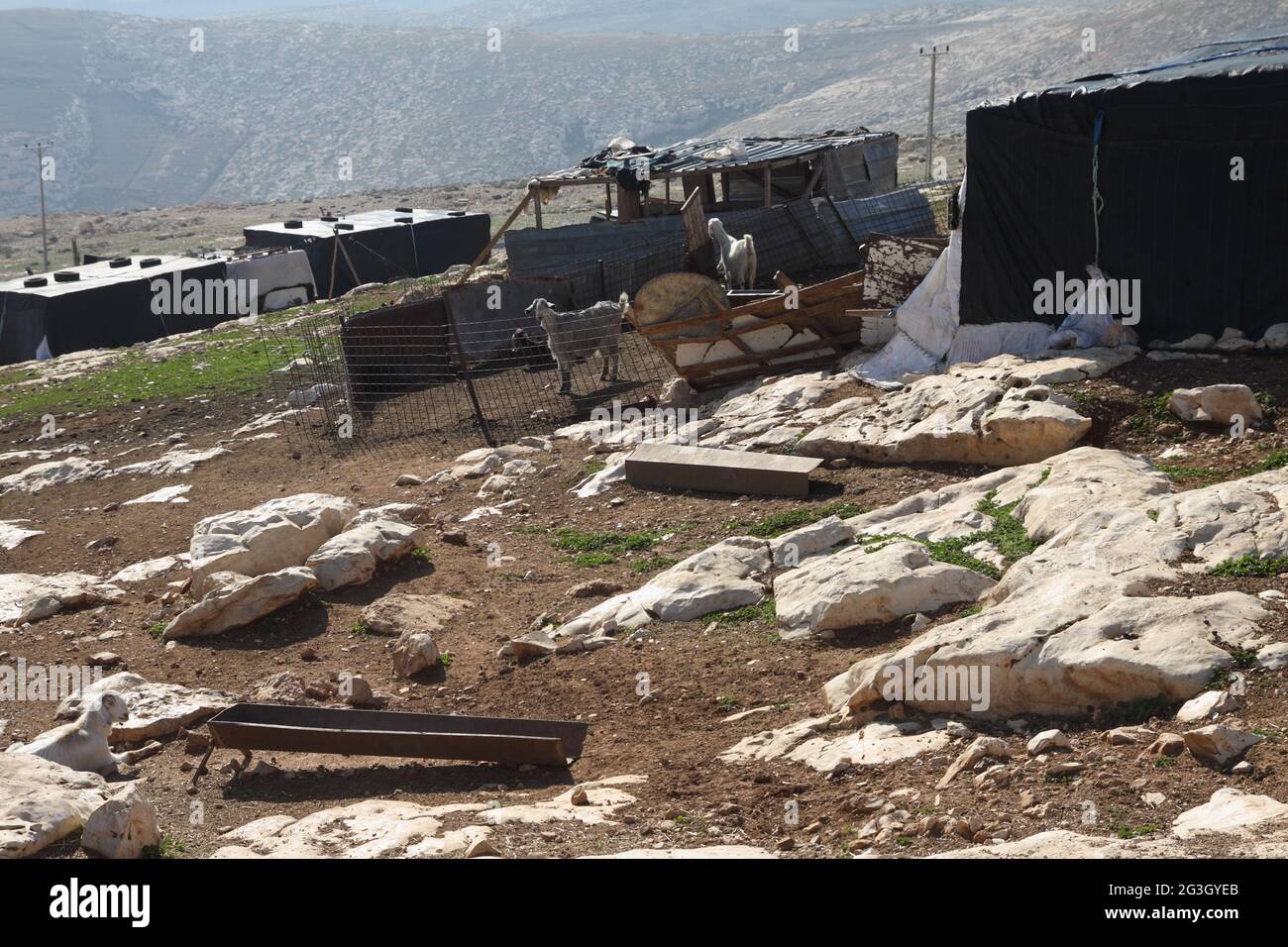 Tin made Beduin shacks and goats, illigal poor nomad settlement in the ...