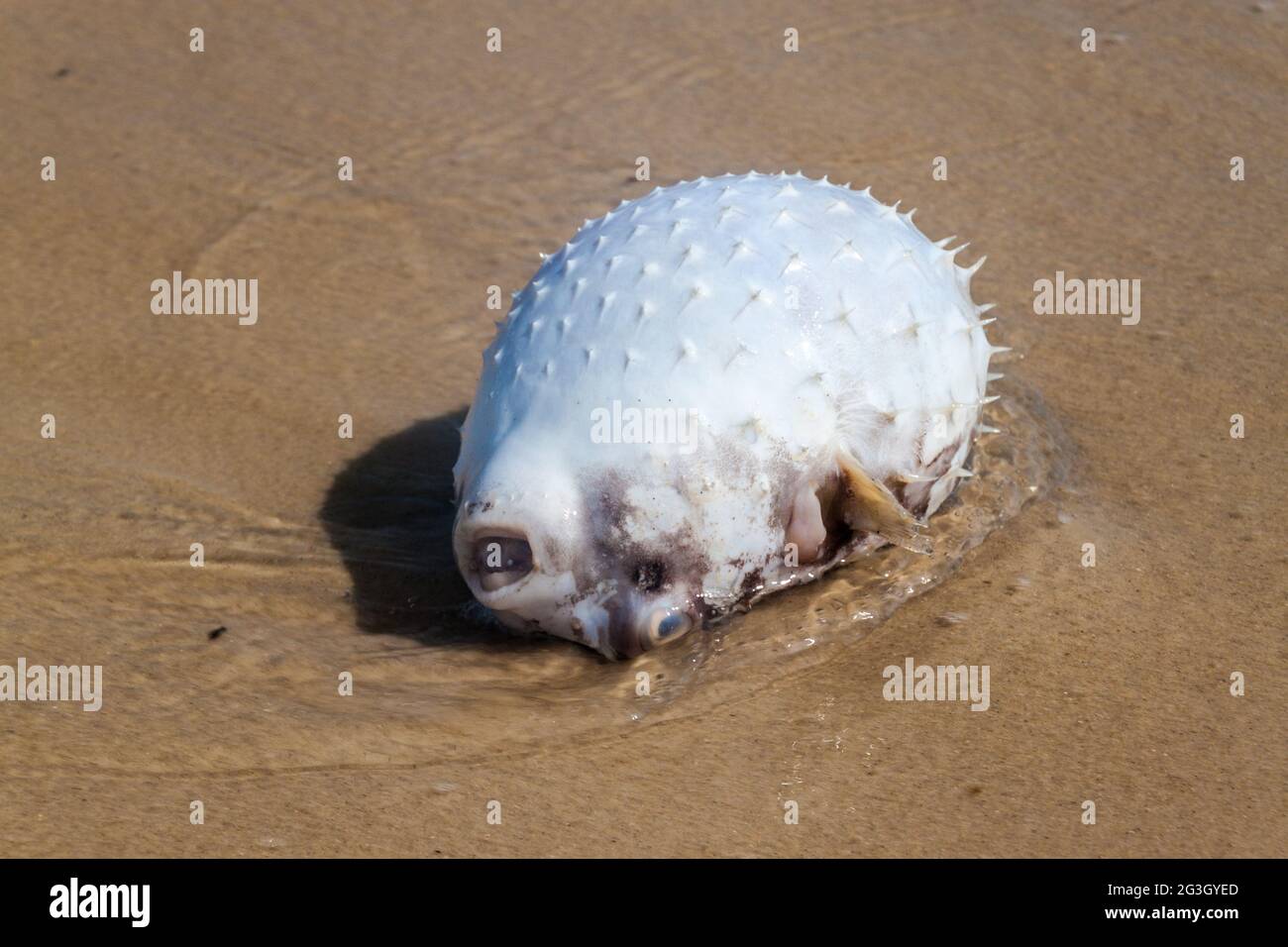 Dead pufferfish on a beach Stock Photo - Alamy